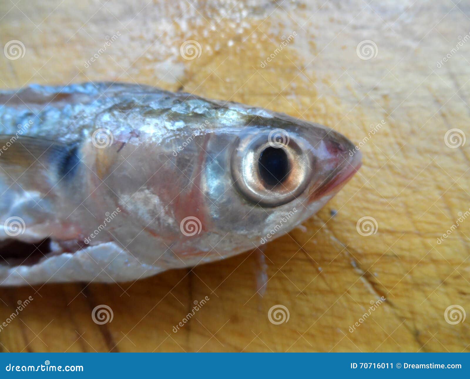 Head of fish stock image. Image of natural, freshness - 70716011