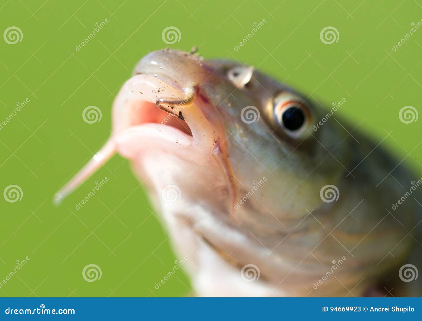 Head of a Fish with a Mustache Stock Image - Image of food, life: 94669923
