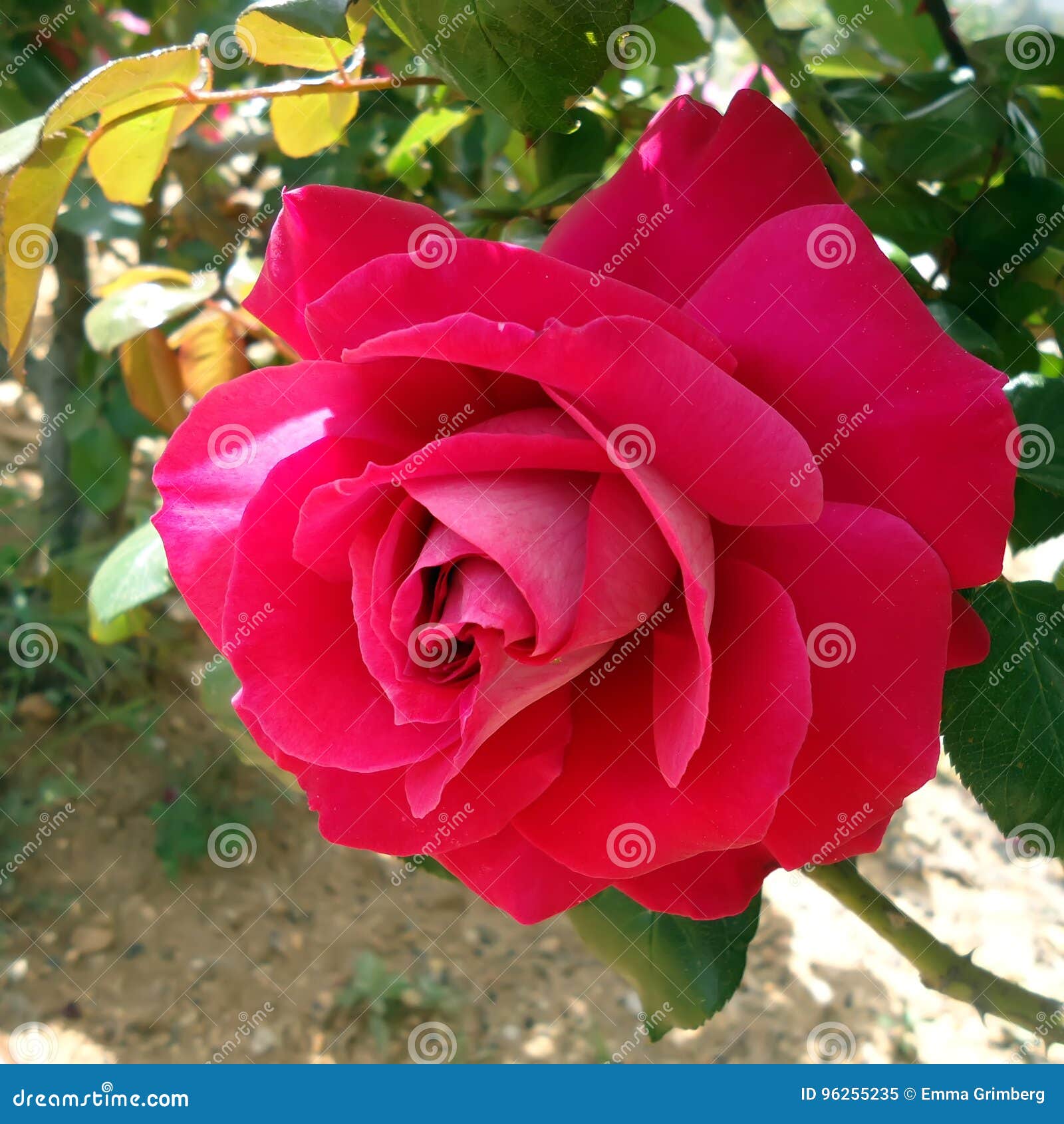 The Head of a Flower of a Red Rose Stock Image - Image of macro ...
