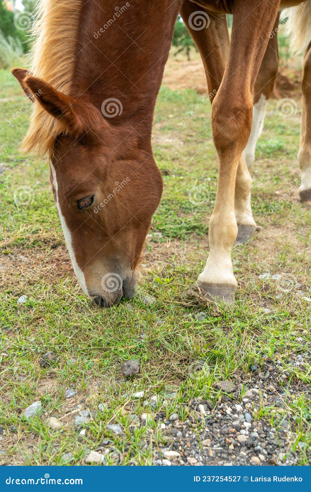 The Head of a Foal that Eats Grass by the Side of the Road Stock Image ...