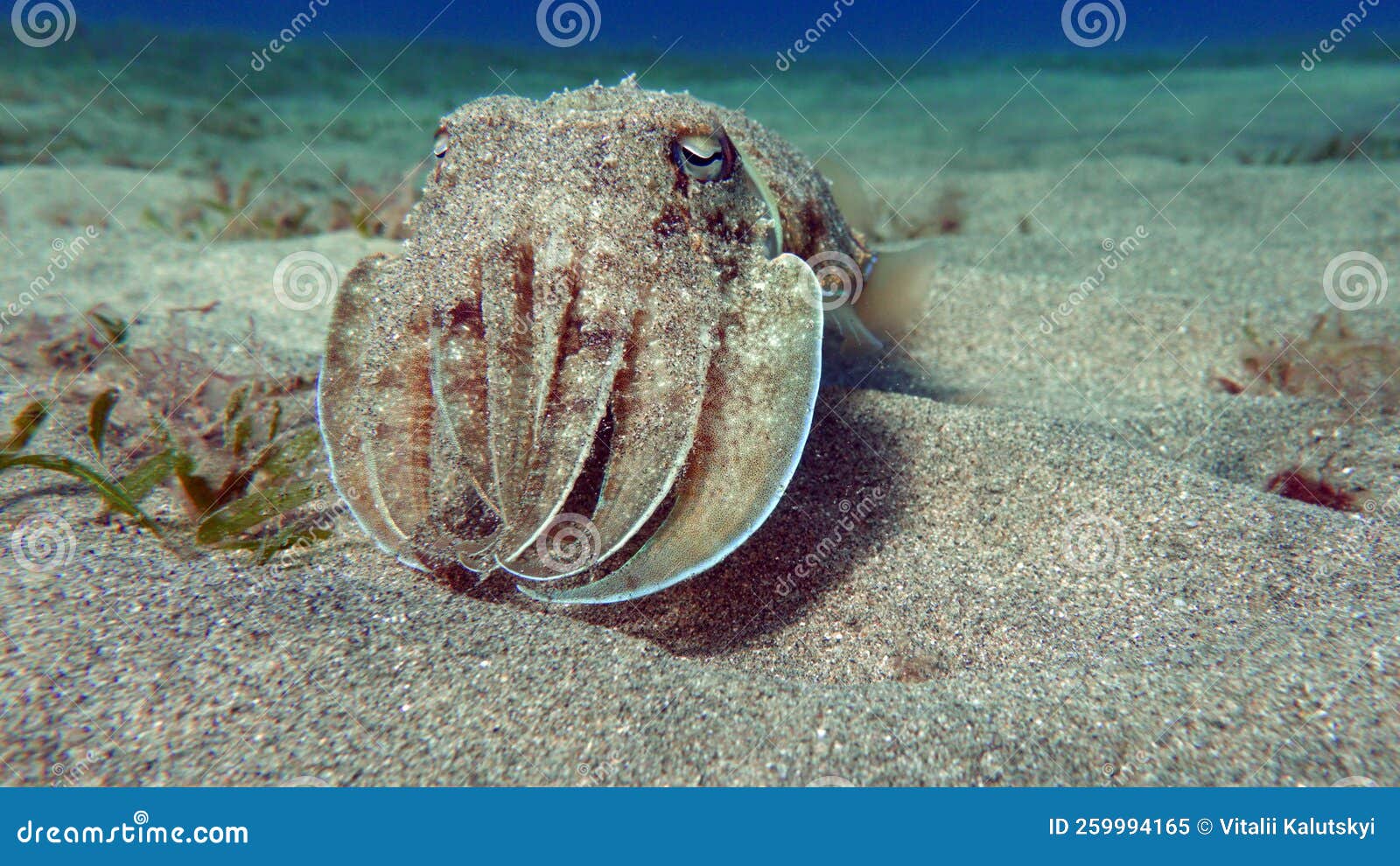 Head-footed Mollusks. Cuttlefish Squad. Pharaoh Cuttlefish Stock Image ...