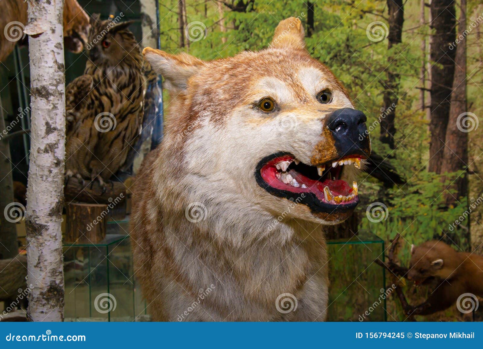 The Head of a Forest Wolf with Oskalenny Teeth Stock Image - Image of ...