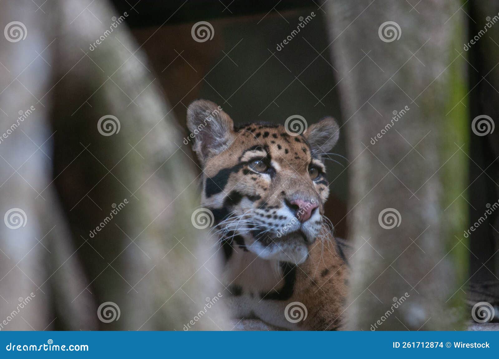 Head of a Formosan Clouded Leopard Behind the Blurred Tree Trunk in a ...