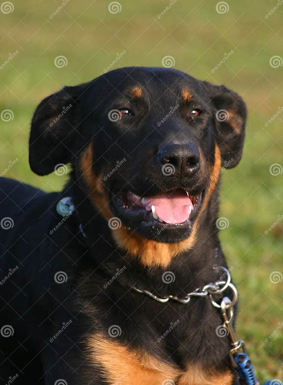 Head of French shepherd stock image. Image of sentinel - 2102895