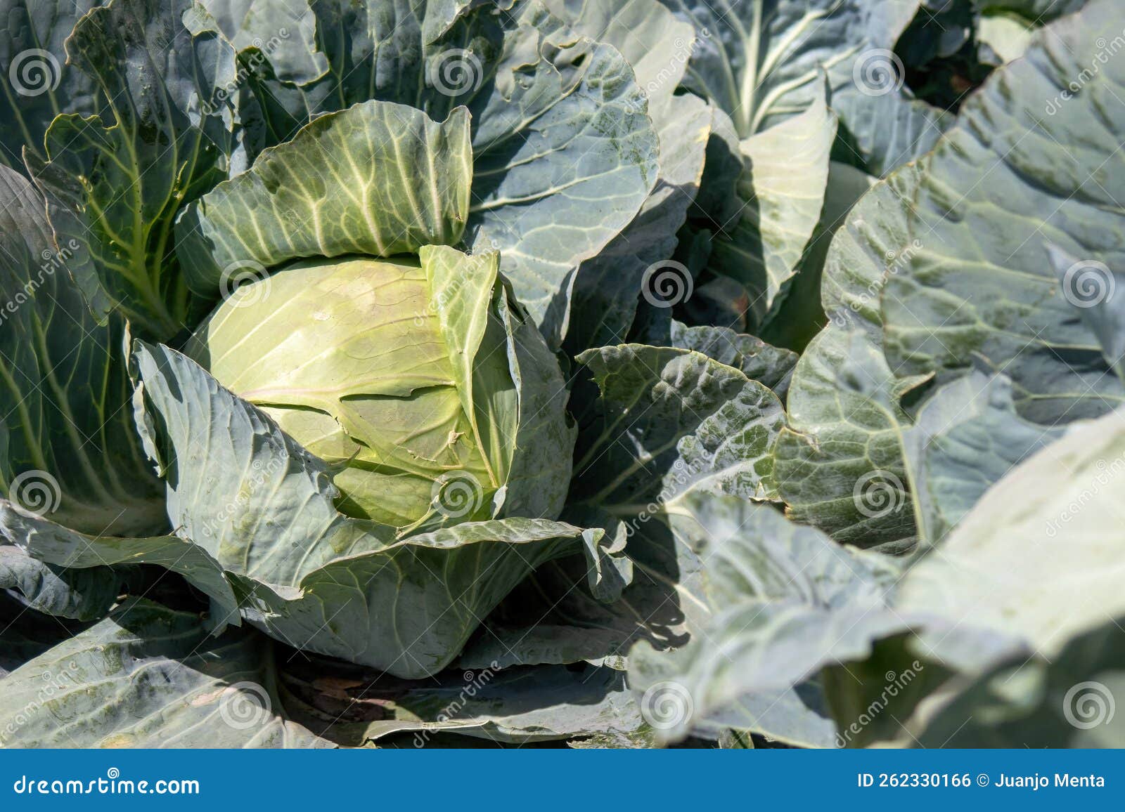 Head of Fresh Cabbage with a Lot of Leaves Stock Photo - Image of ...