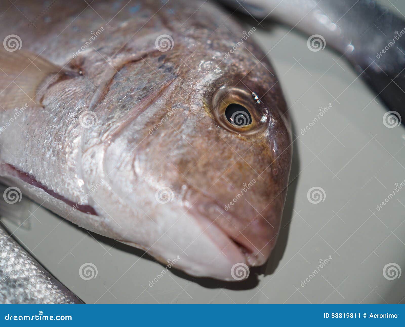 Head of fresh fish stock image. Image of healthy, freshness - 88819811