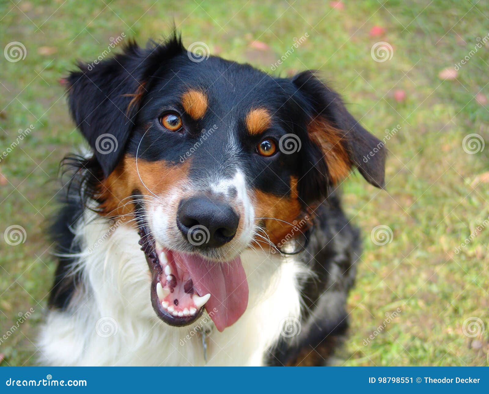 Head of a Border Collie stock image. Image of canine - 98798551
