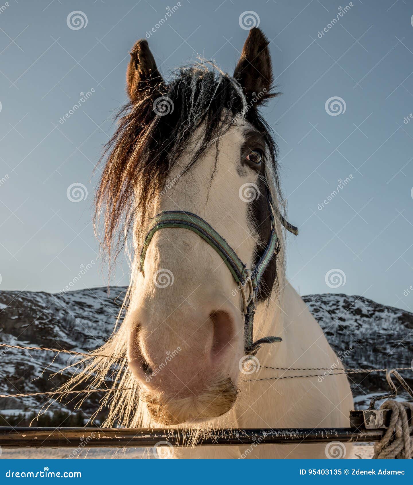 Head of friesian horse stock image. Image of horse, blue - 95403135