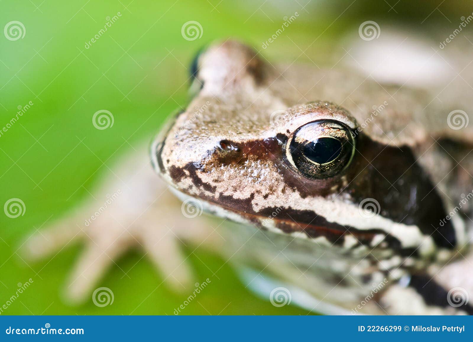 Head of the frog stock image. Image of nature, green - 22266299
