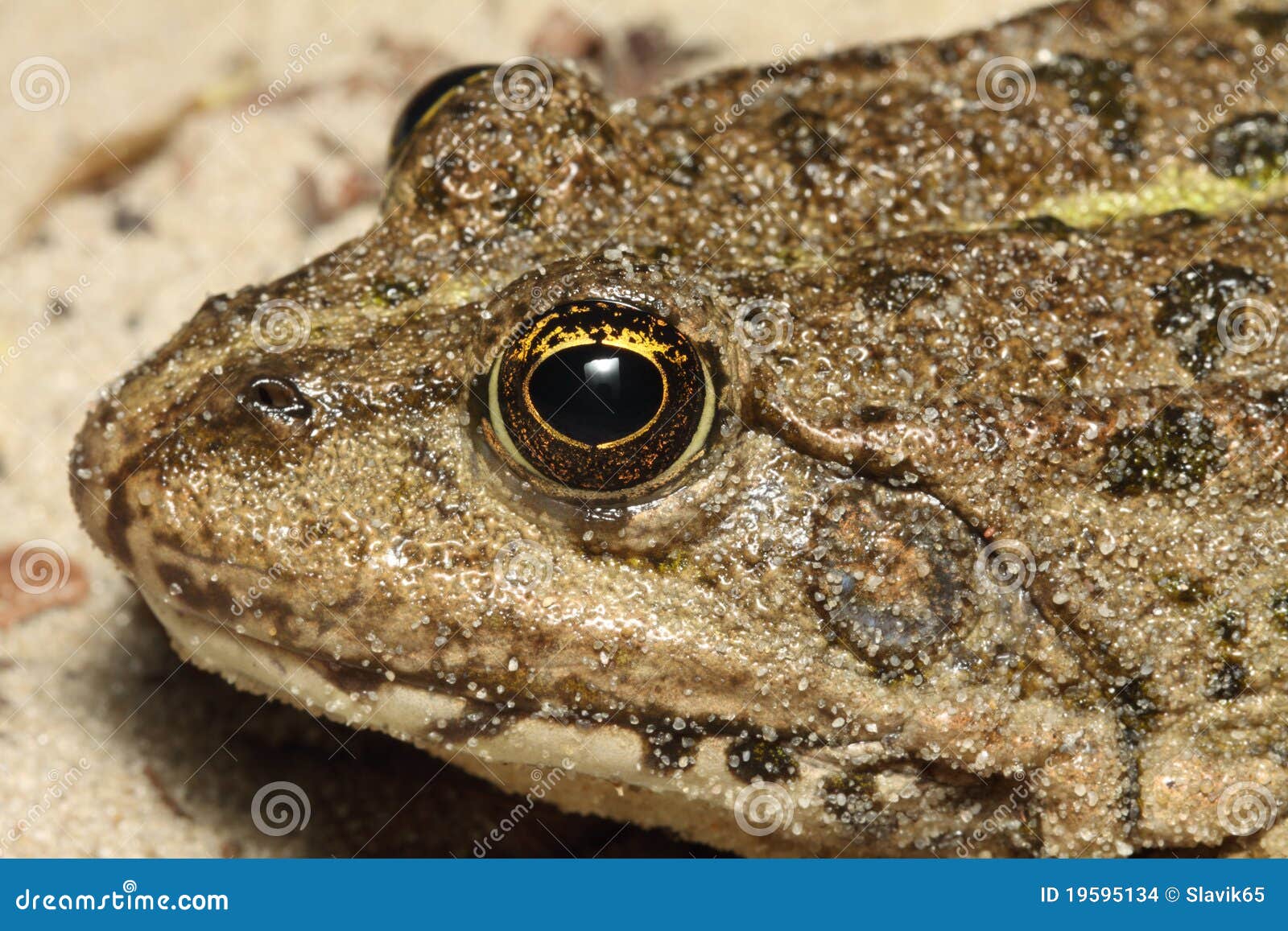 Head of a Frog Close Up (macro) Stock Photo - Image of colour, nature ...