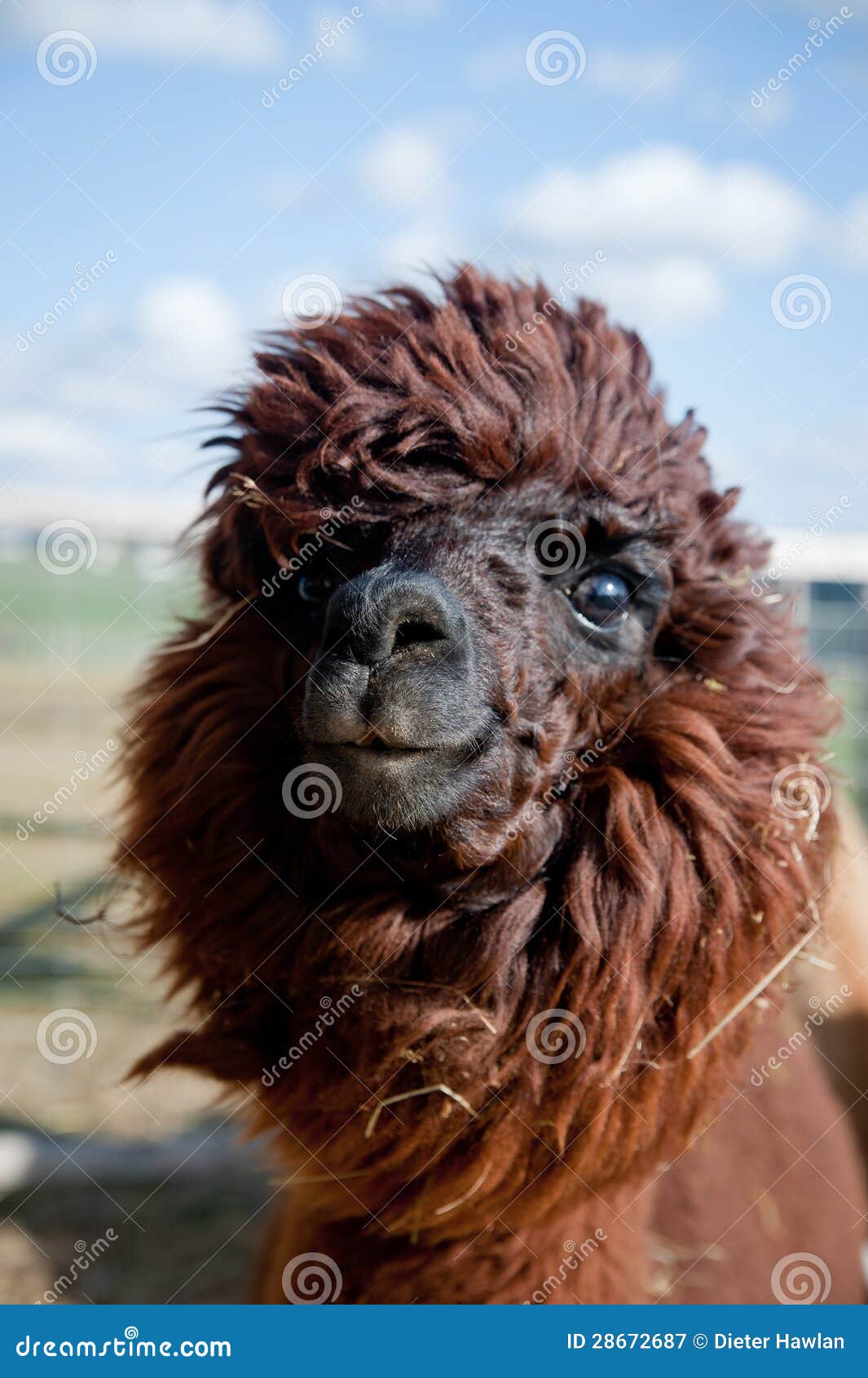 Head of a funny Alpaca stock image. Image of farming - 28672687