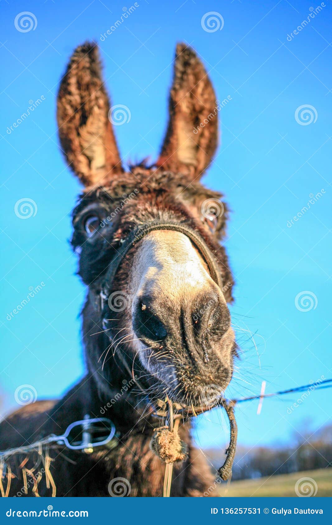 Donkey Close Up at Blue Sky Stock Image - Image of chewing, animals ...