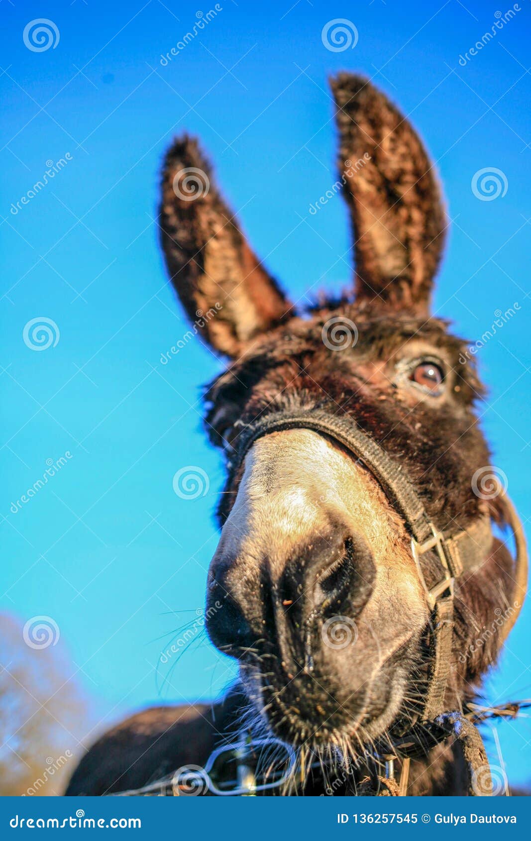 Donkey Close Up at Blue Sky Stock Image - Image of farm, creature ...