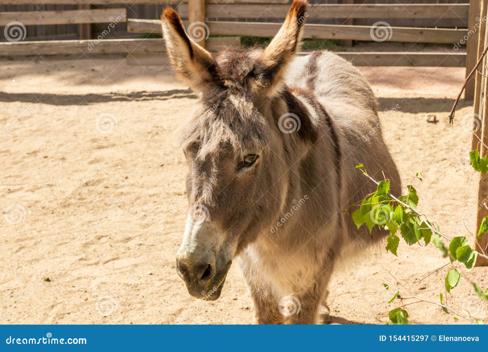 Head of Funny Donkey in Zoo at Summer Stock Image - Image of closeup ...