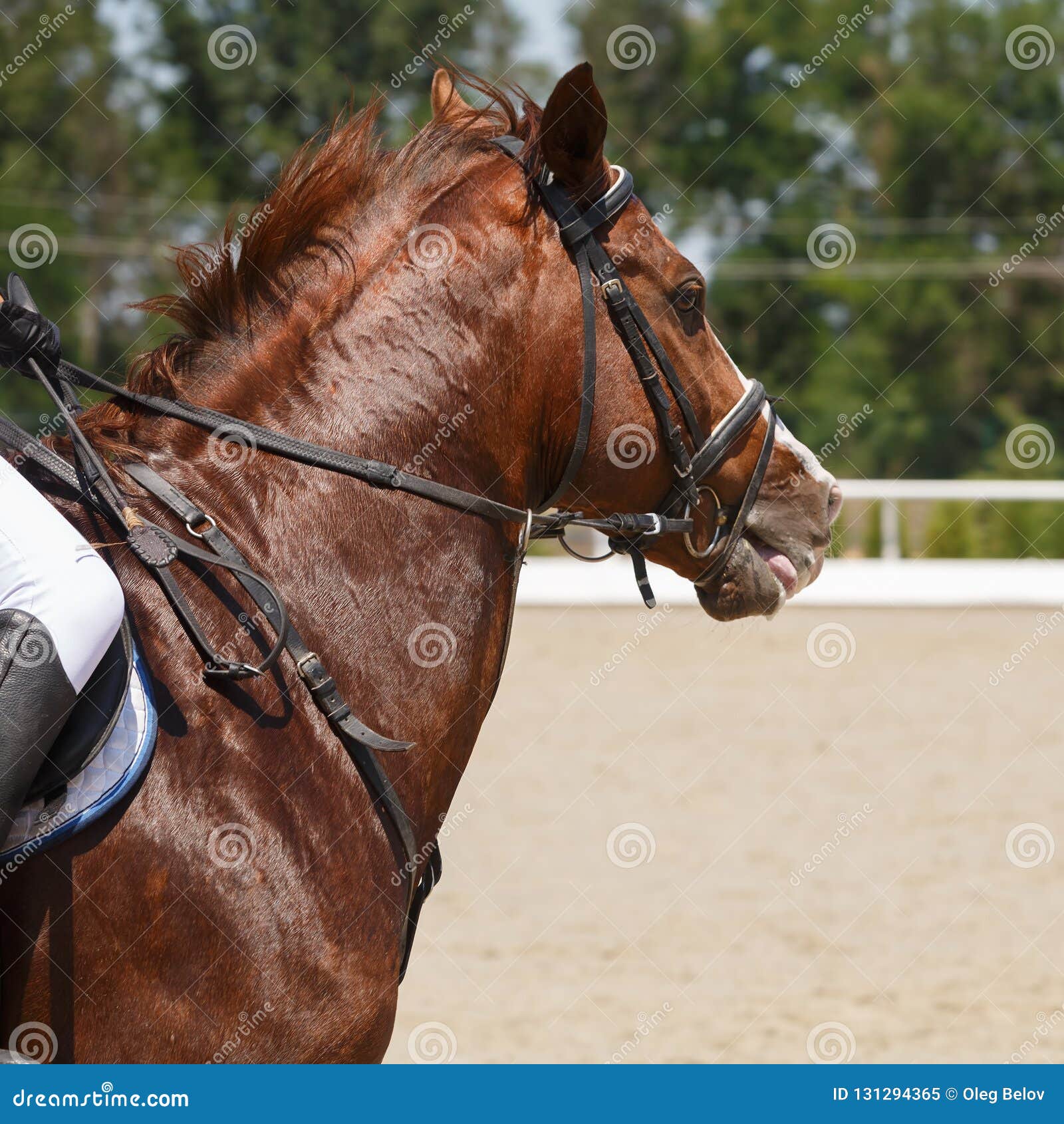 Head of Galloping the Sorrel Horse Close-up Stock Image - Image of ...
