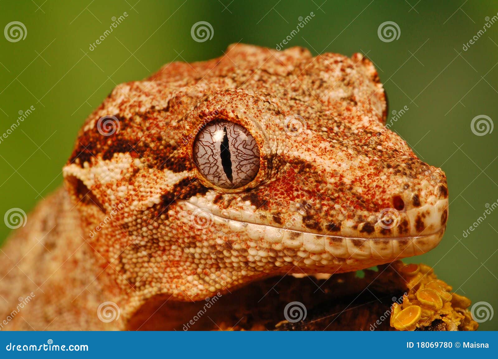 Head Of A New Caledonian Bumpy Gecko Royalty-Free Stock Photo ...