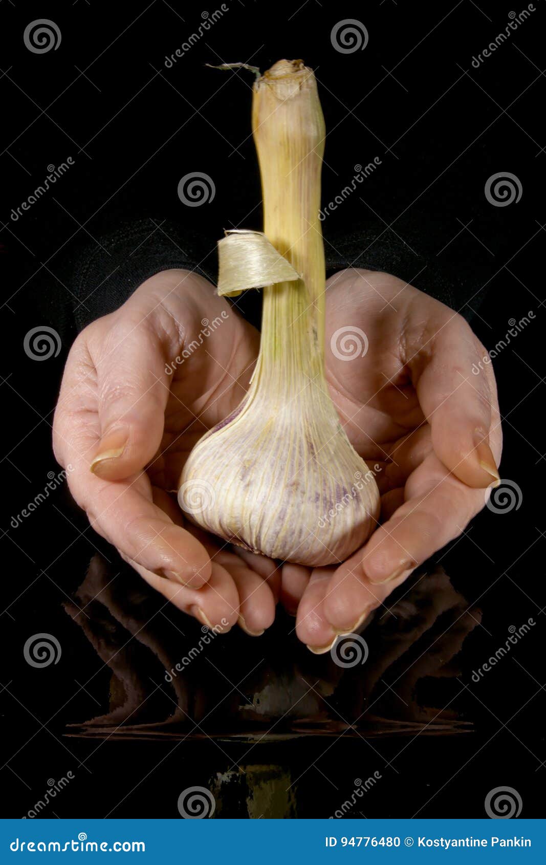 Head of garlic in hands stock photo. Image of condiment - 94776480