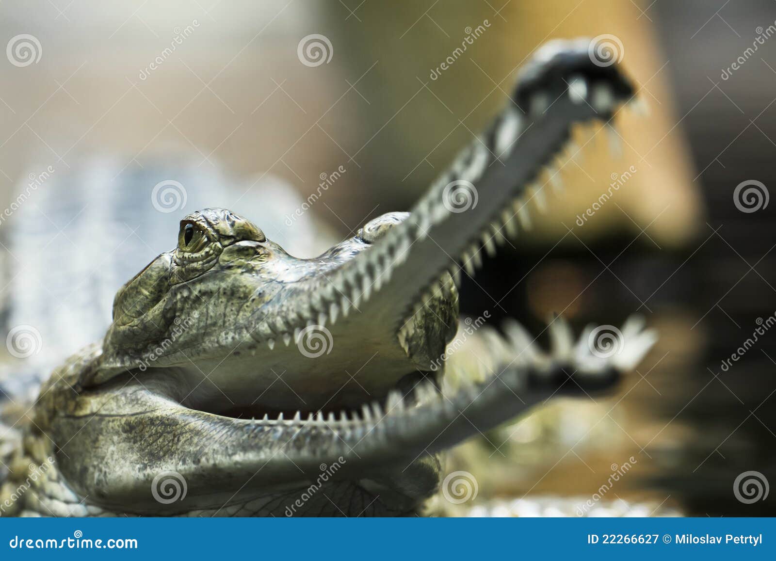 Head of gavial stock image. Image of gharial, predator - 22266627