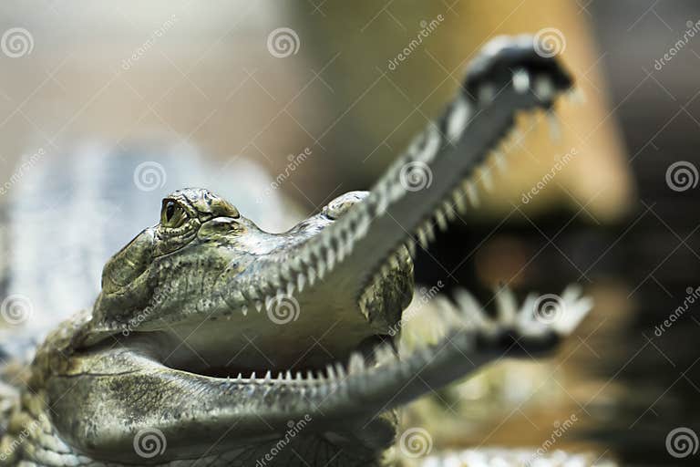 Head of gavial stock image. Image of gharial, predator - 22266627