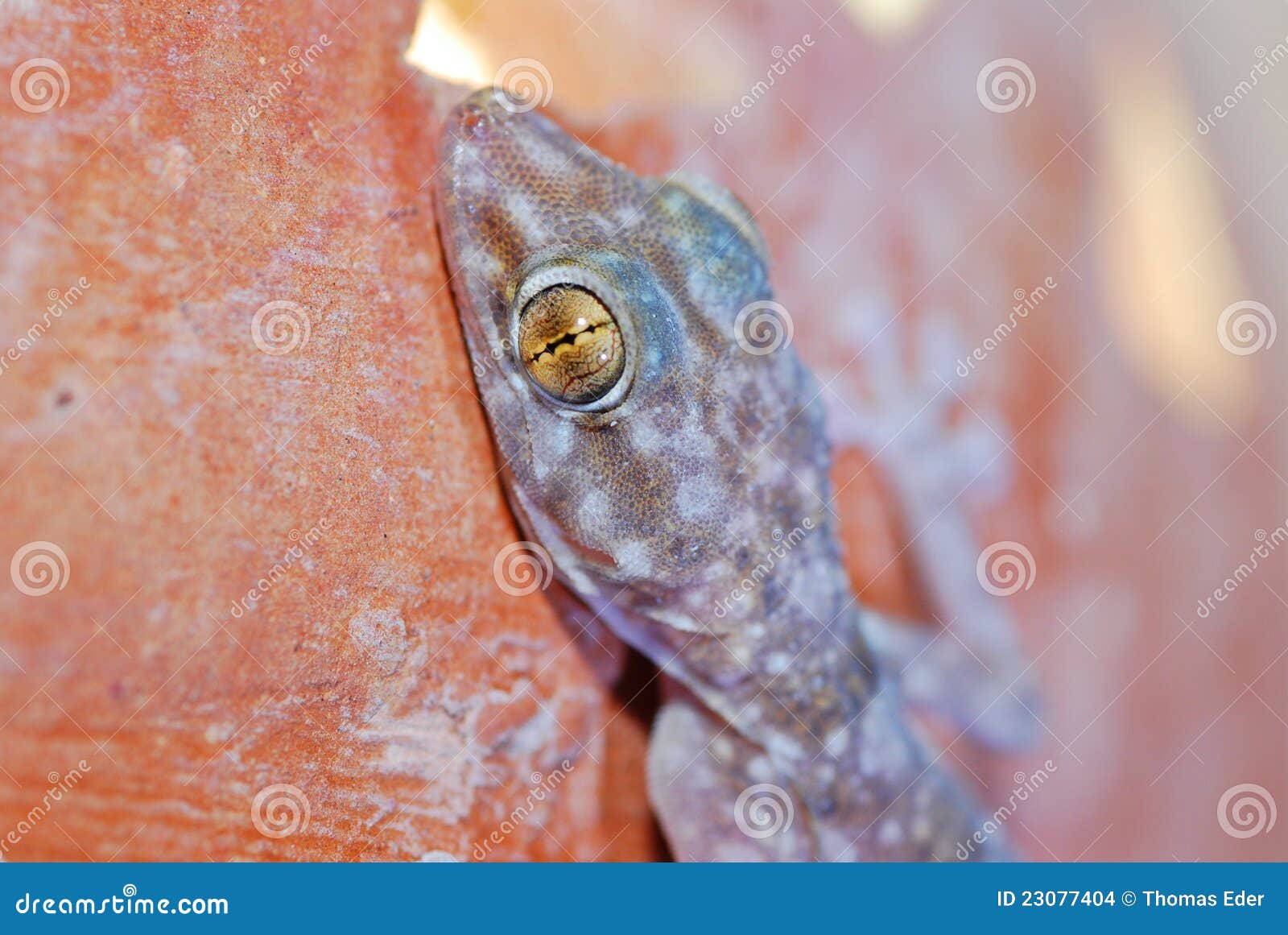 Head of a gecko stock photo. Image of tropical, travel - 23077404