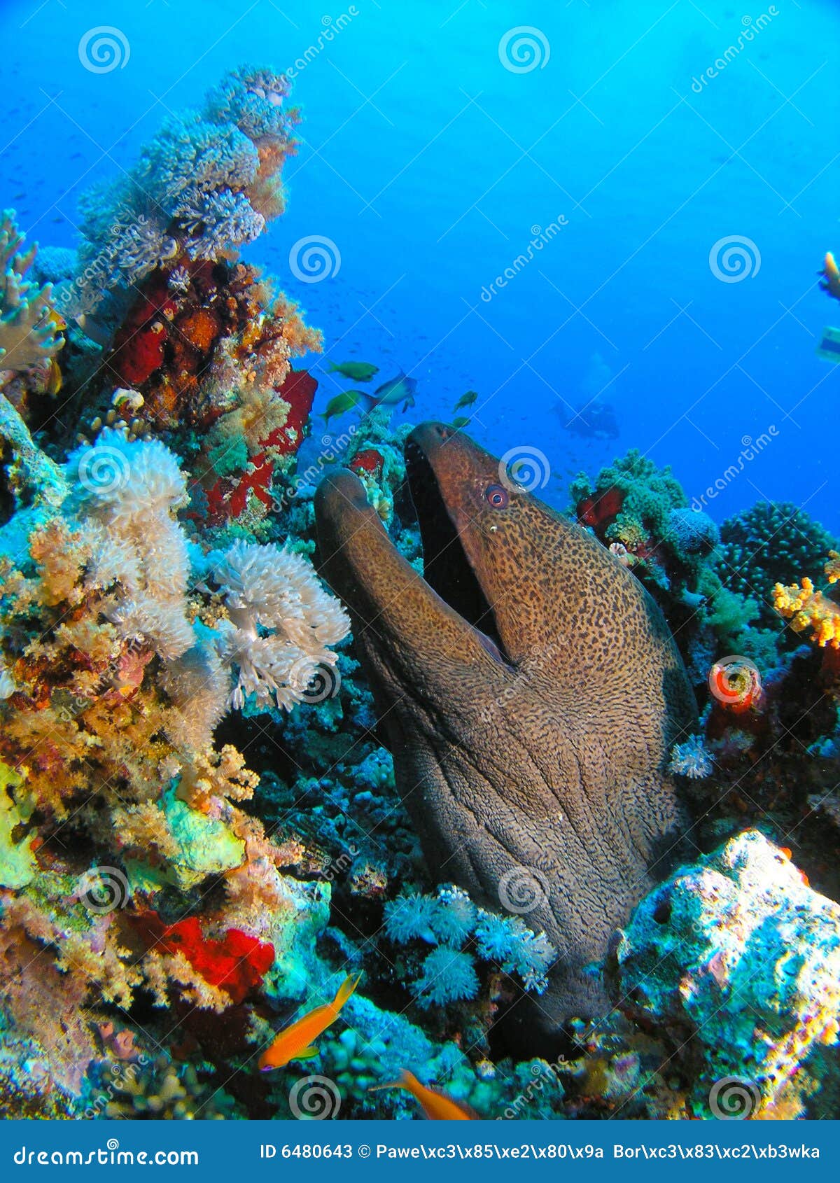 Morey Eel Stock Photo | CartoonDealer.com #12468720