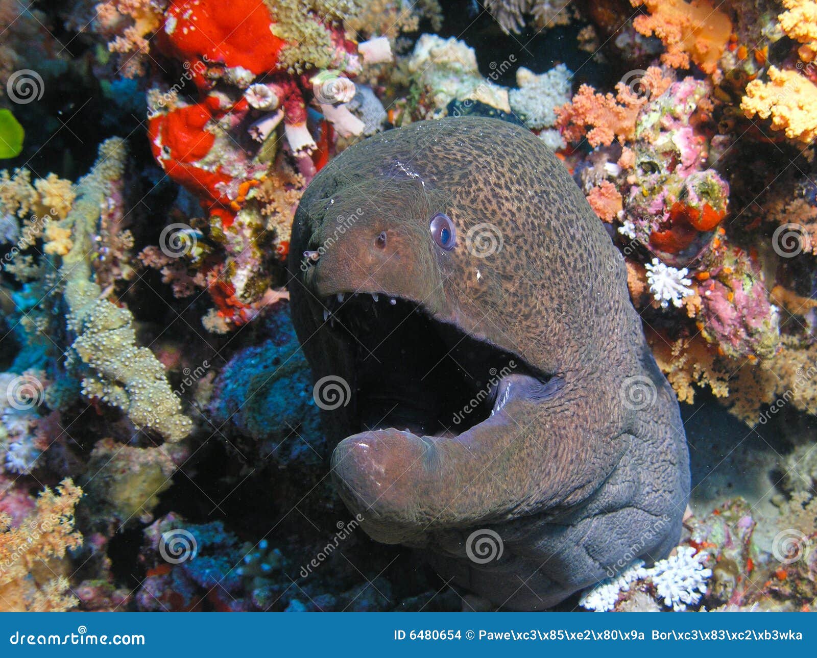 Head Giant Morey Eel Stock Photos - Free & Royalty-Free Stock Photos ...
