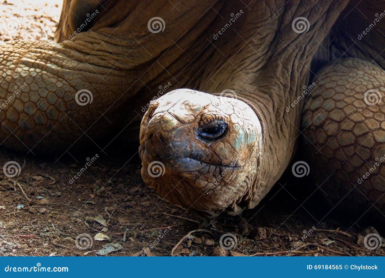 Head of a giant turtle stock image. Image of tortoises - 69184565