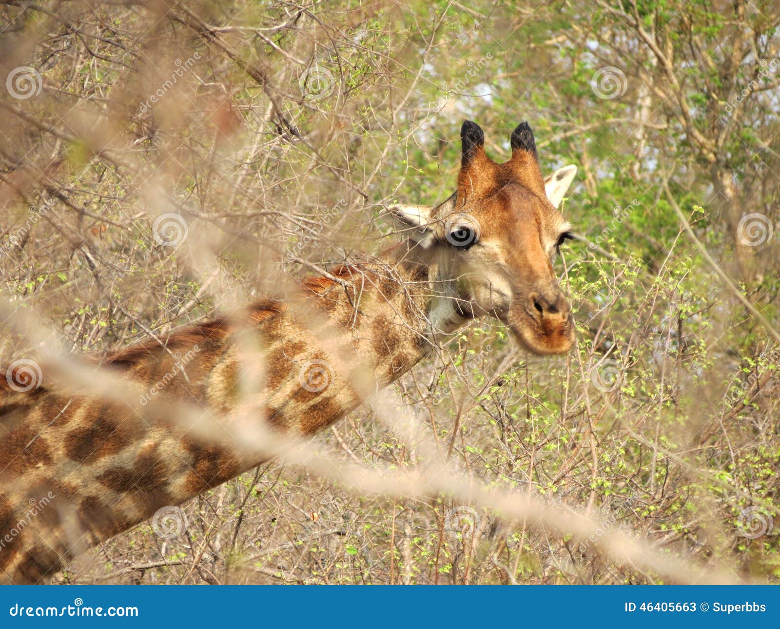 Head of giraffe stock image. Image of green, slick, head - 46405663