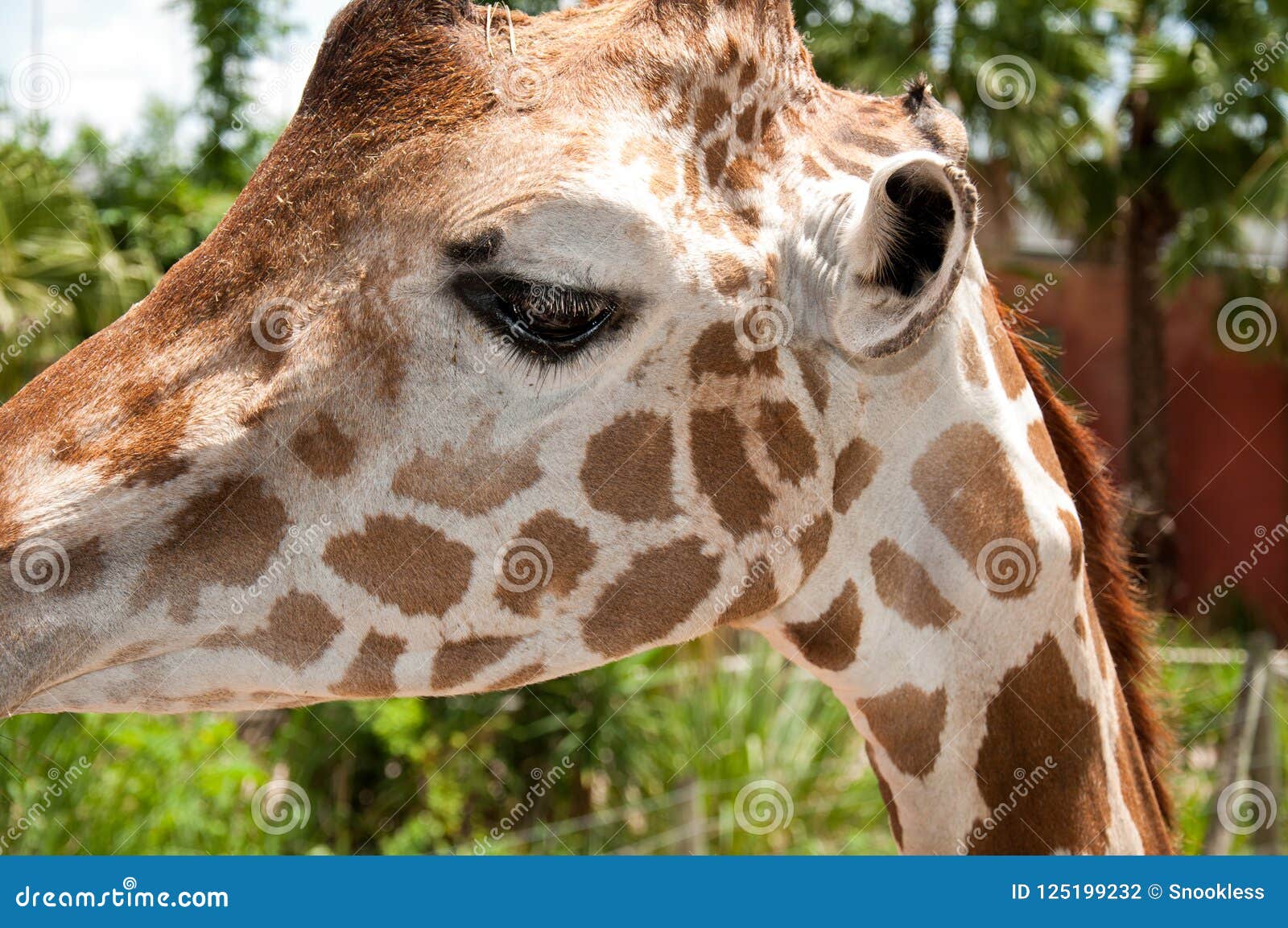 Head of giraffe stock photo. Image of african, safari - 125199232