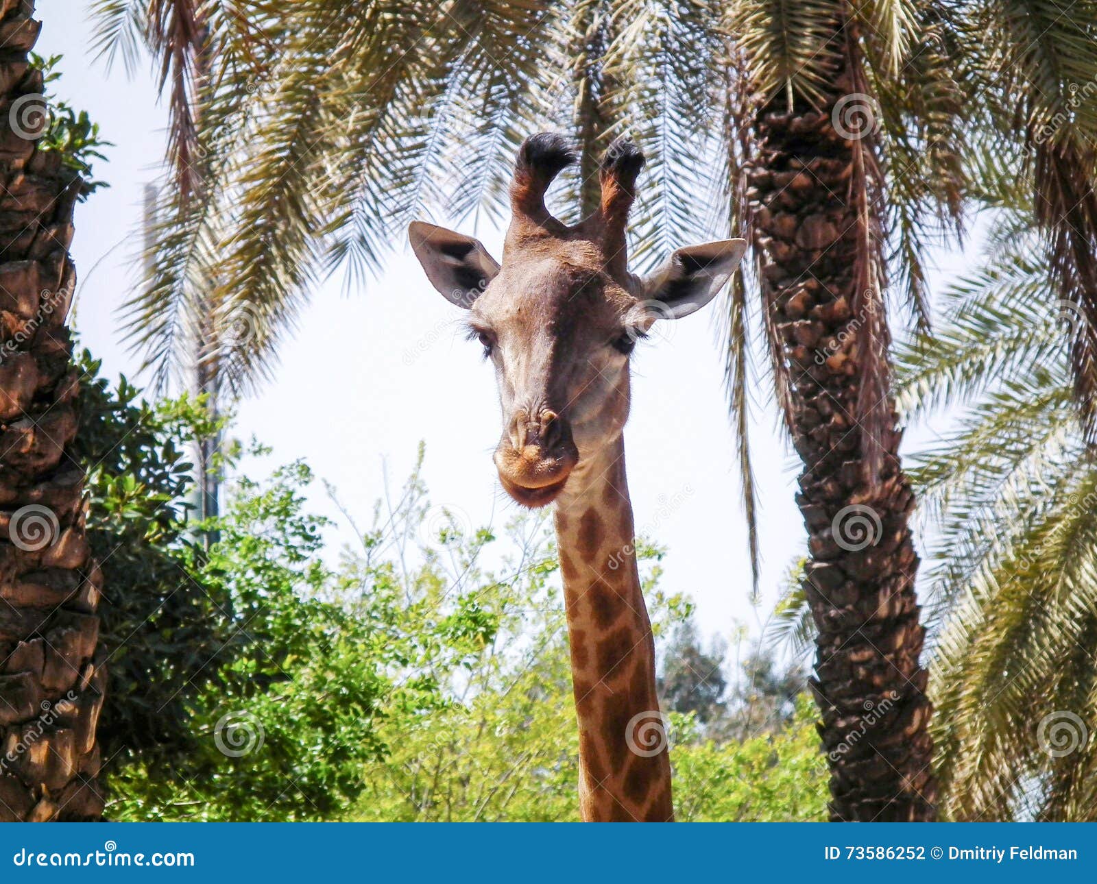 Head of a Giraffe in Jungle Stock Photo - Image of backgrounds, park ...