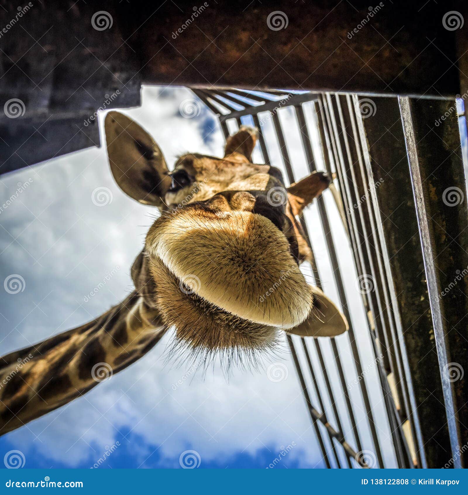 The Head of the Giraffe is Looking at the Camera from Above Close Stock ...