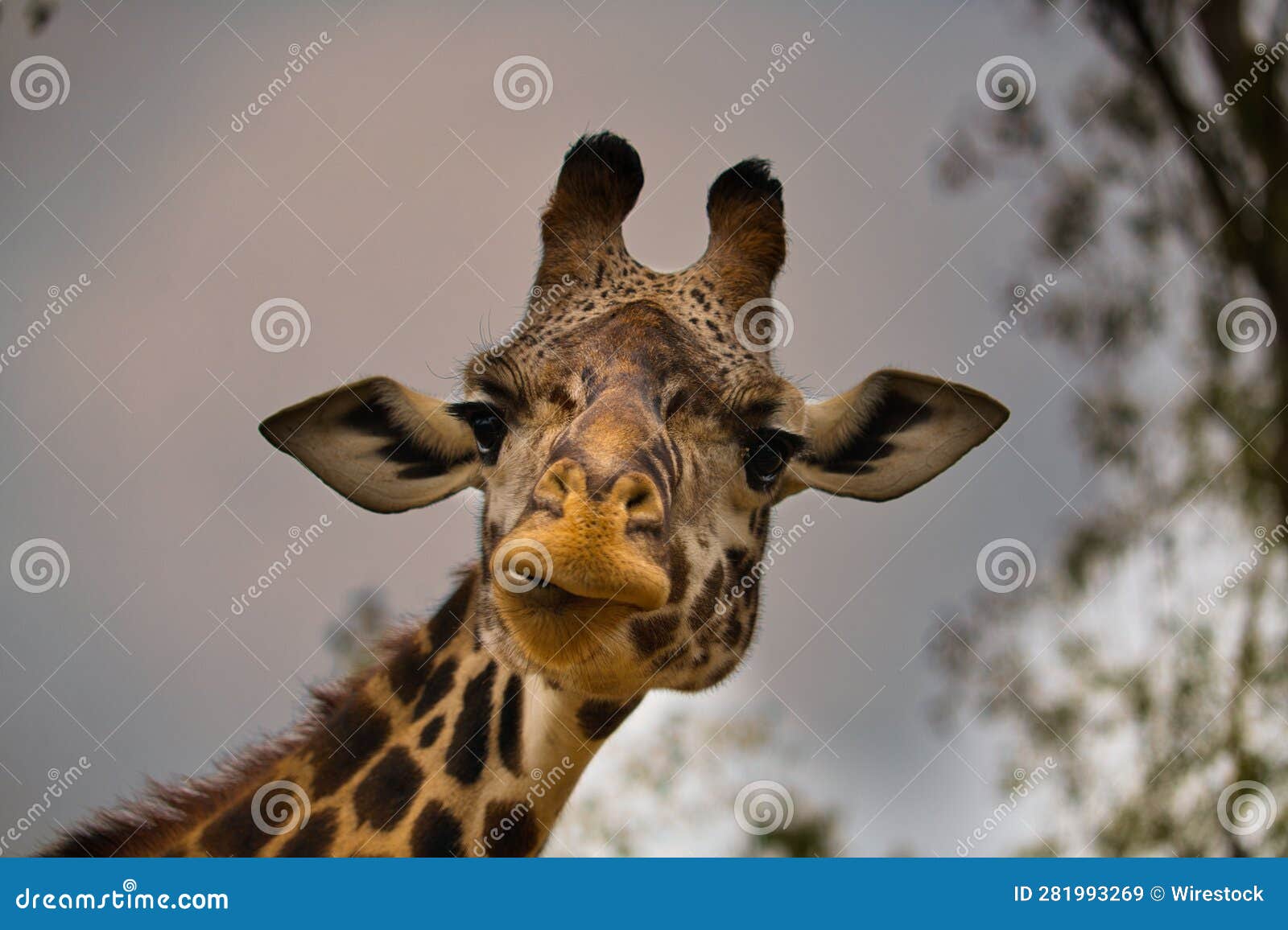 The Head of a Giraffe, Looking Straight Ahead with a Cloudy Sky Behind ...