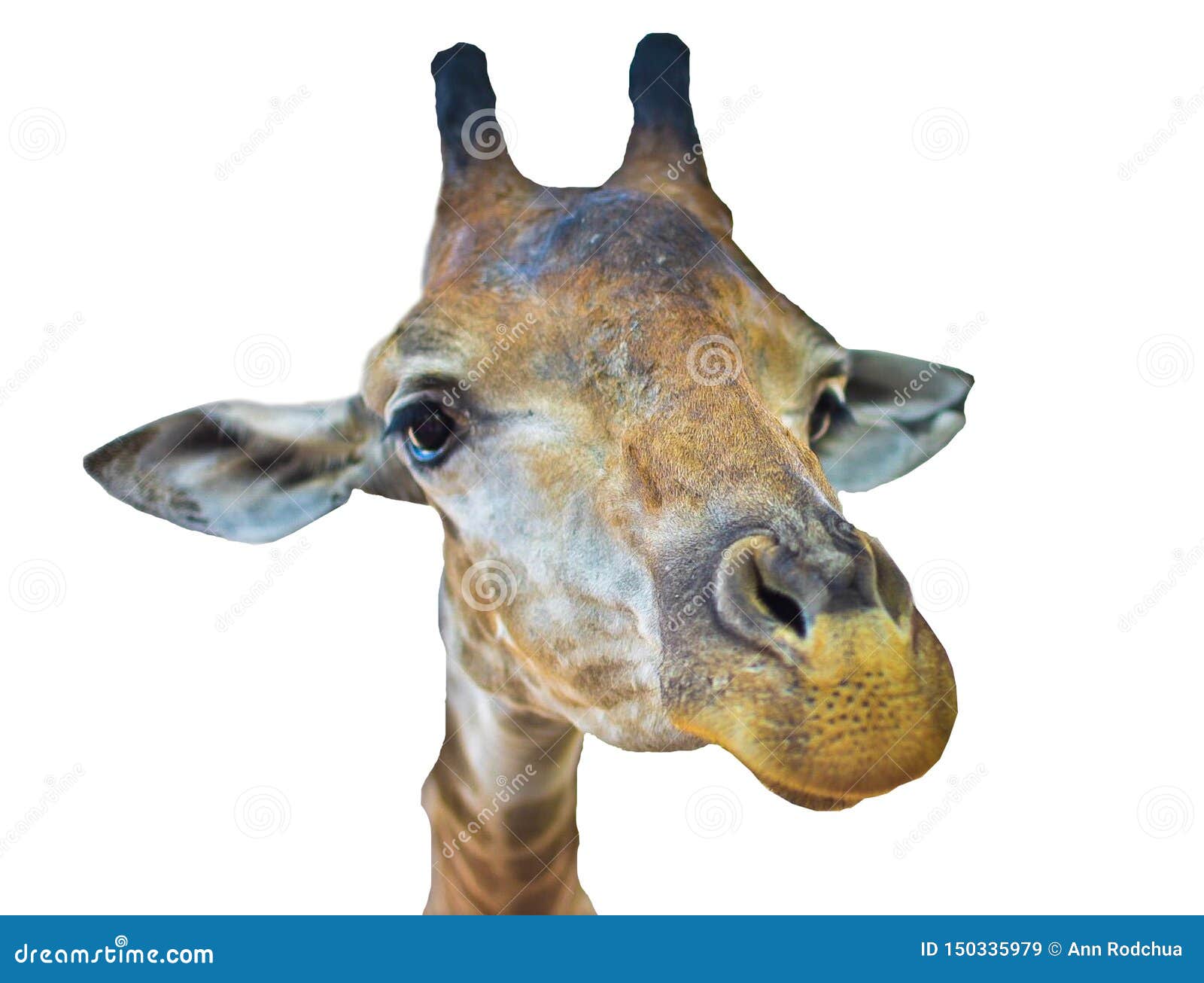 443 Baby Giraffe Head White Background Stock Photos - Free & Royalty ...