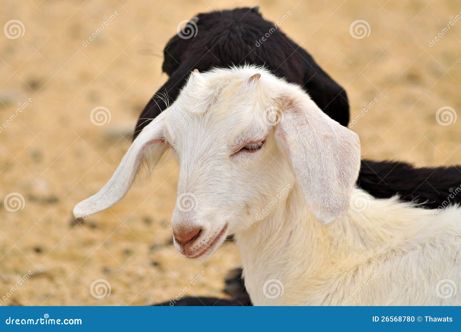 Head of Goat stock photo. Image of horn, cattle, head - 26568780