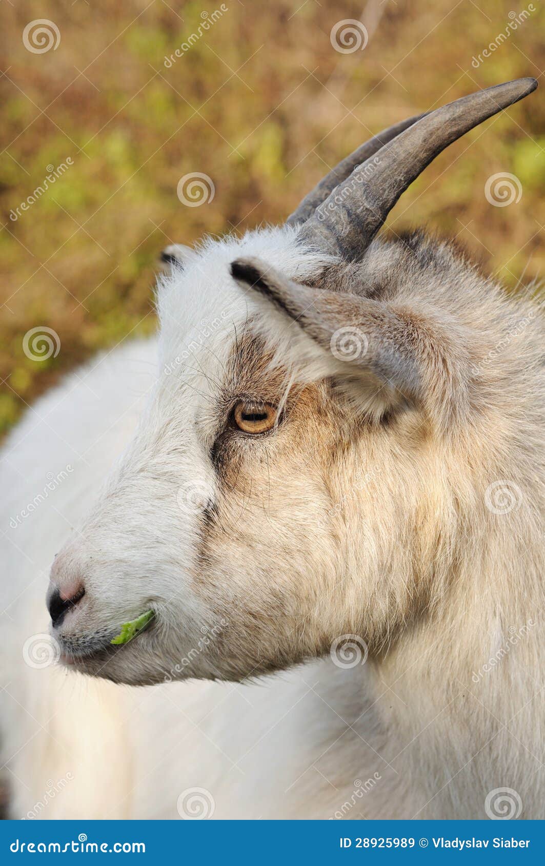 Head of a goat stock image. Image of paridigitates, close - 28925989