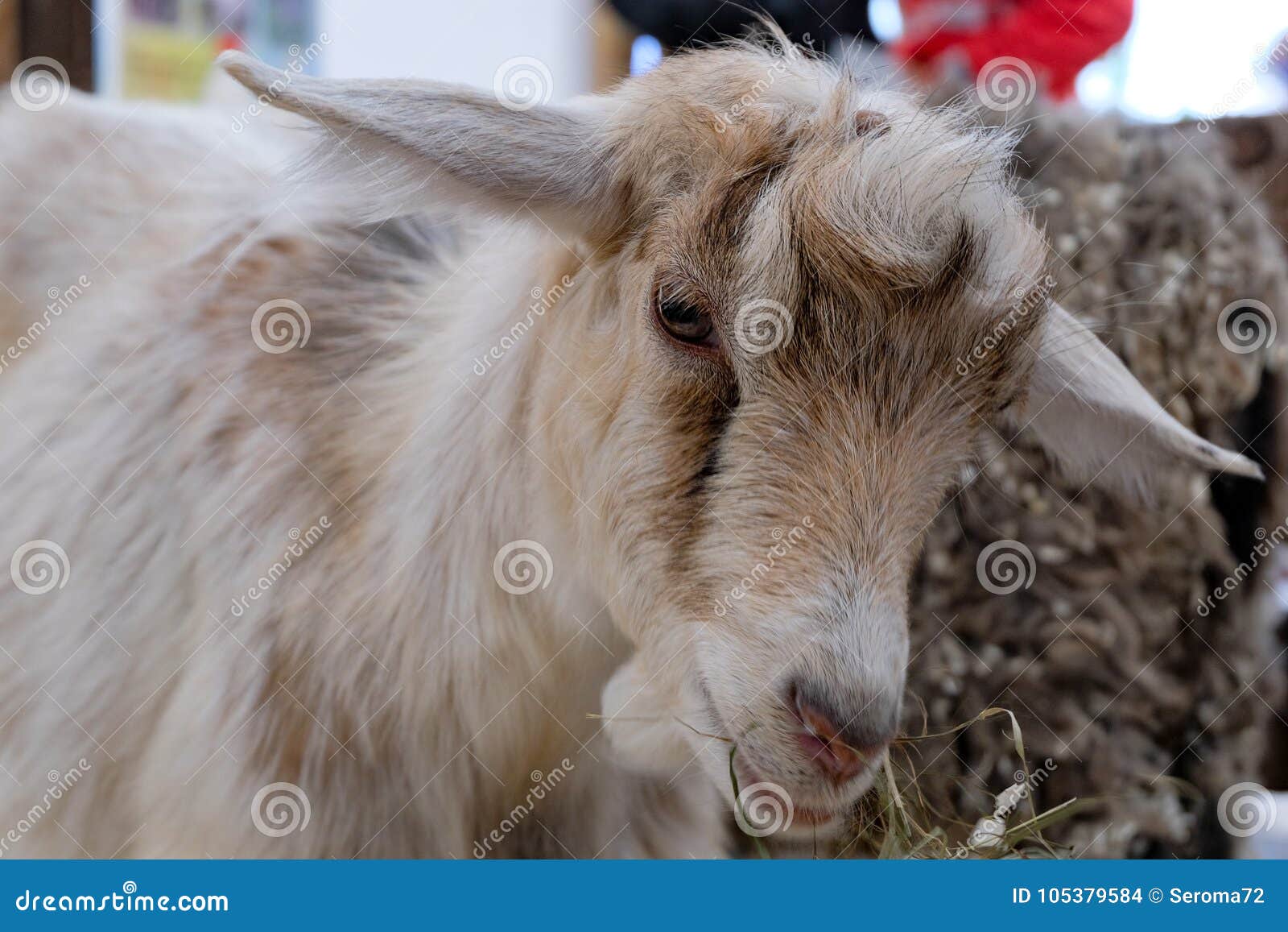 The head of the goat stock photo. Image of farm, close - 105379584