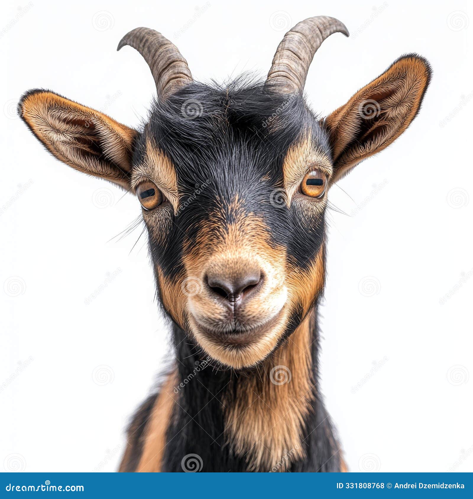 The Head of a Goat is Positioned Close Up, Facing Forward, Isolated on ...