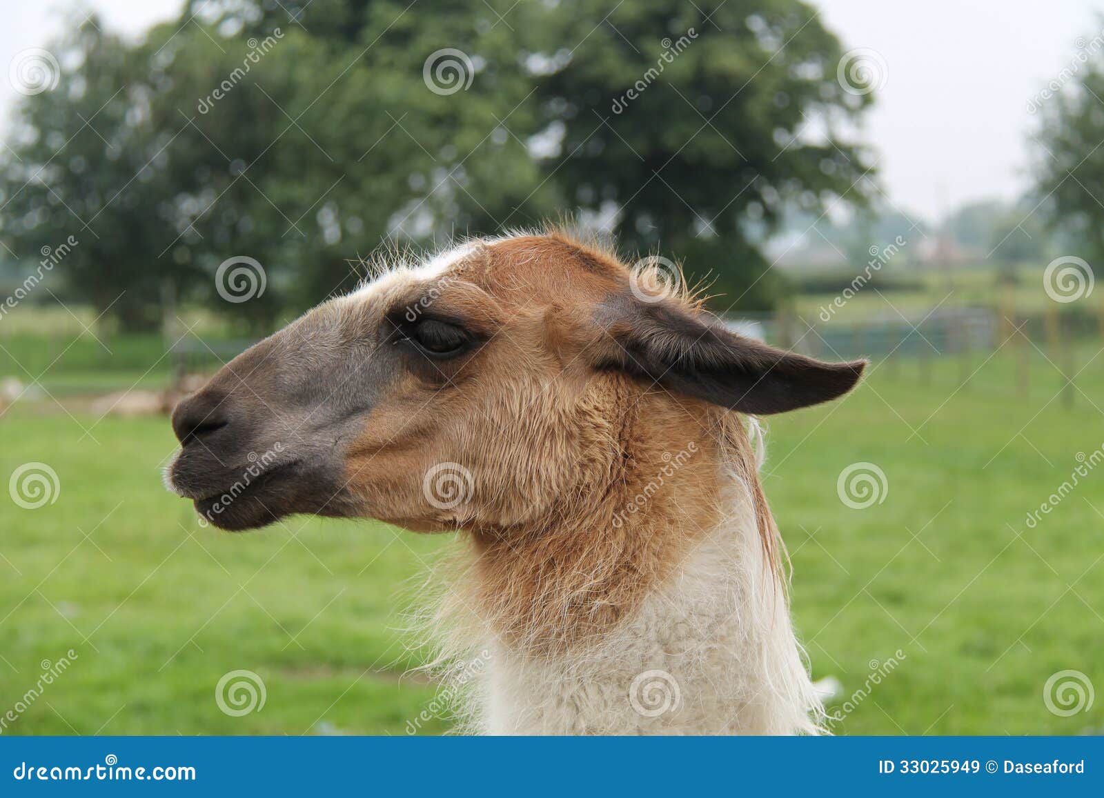 Head Of A Goat. Royalty Free Stock Images - Image: 33025949