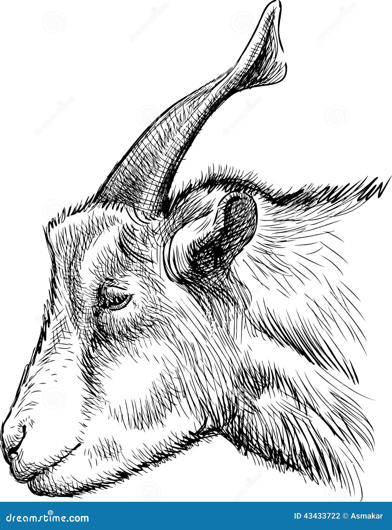 Head of goat stock vector. Illustration of hoofed, sketch - 43433722
