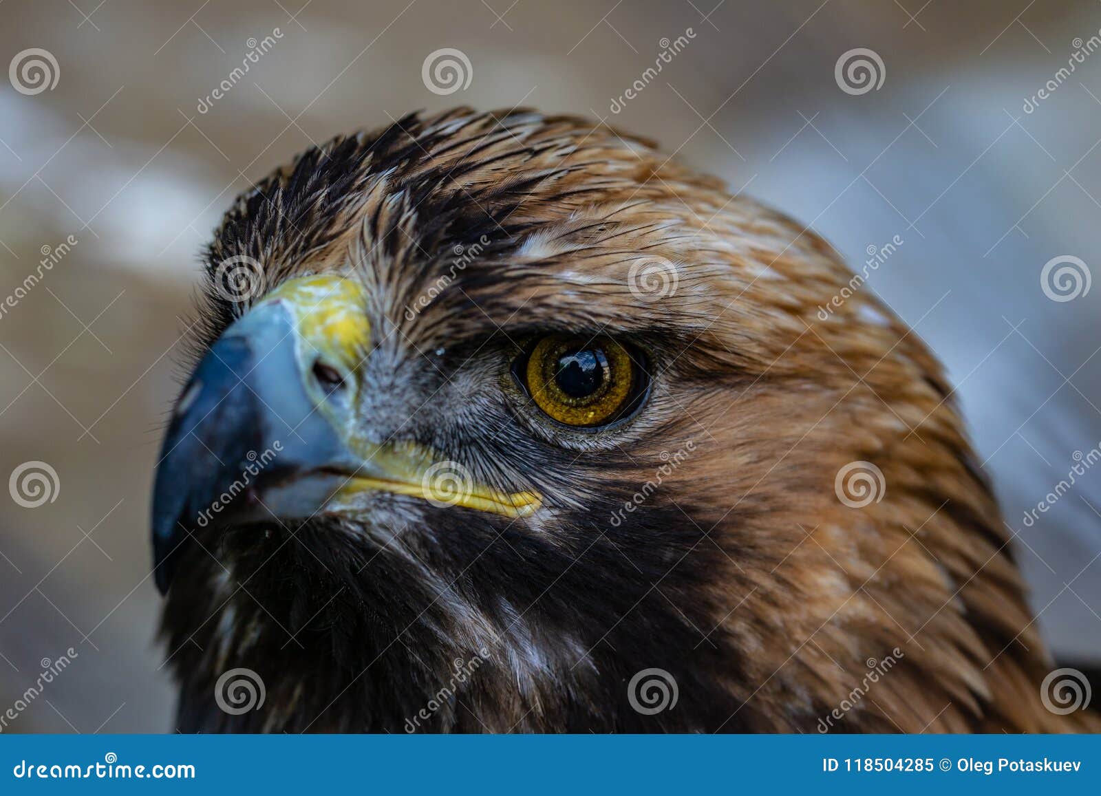 Golden eagle close up stock image. Image of brown, portrait - 118504285
