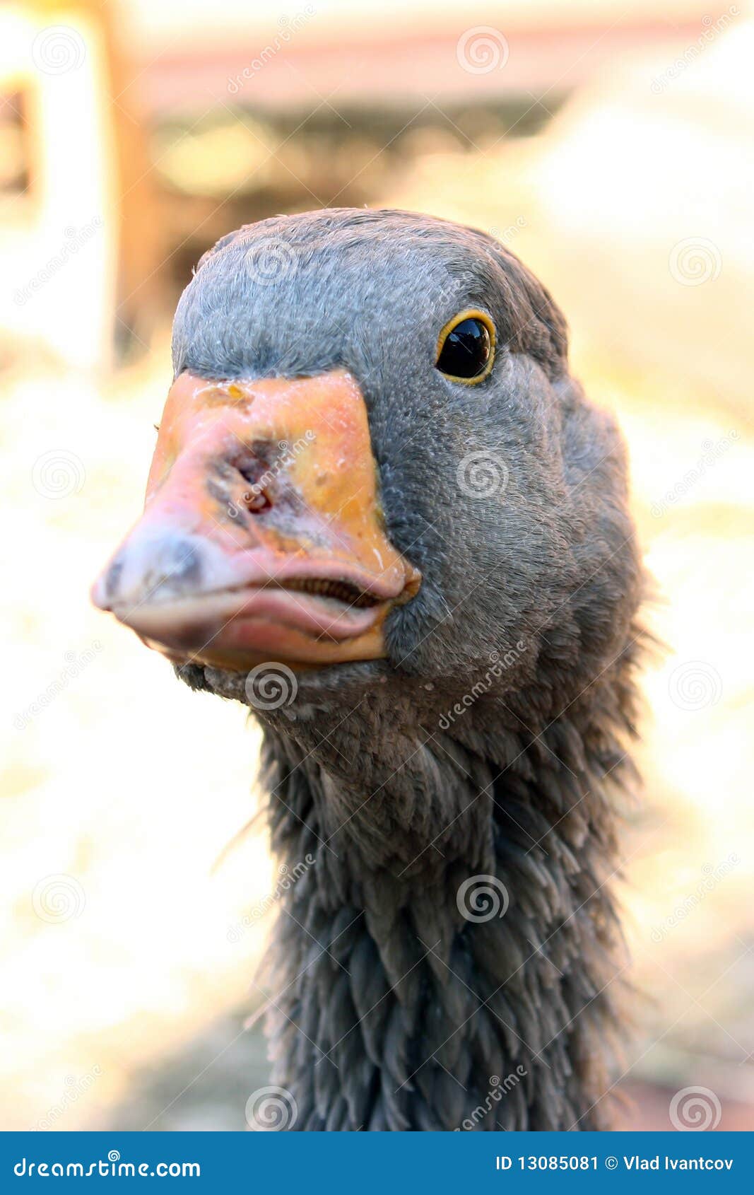 Head of a goose stock image. Image of fowl, close, goose - 13085081
