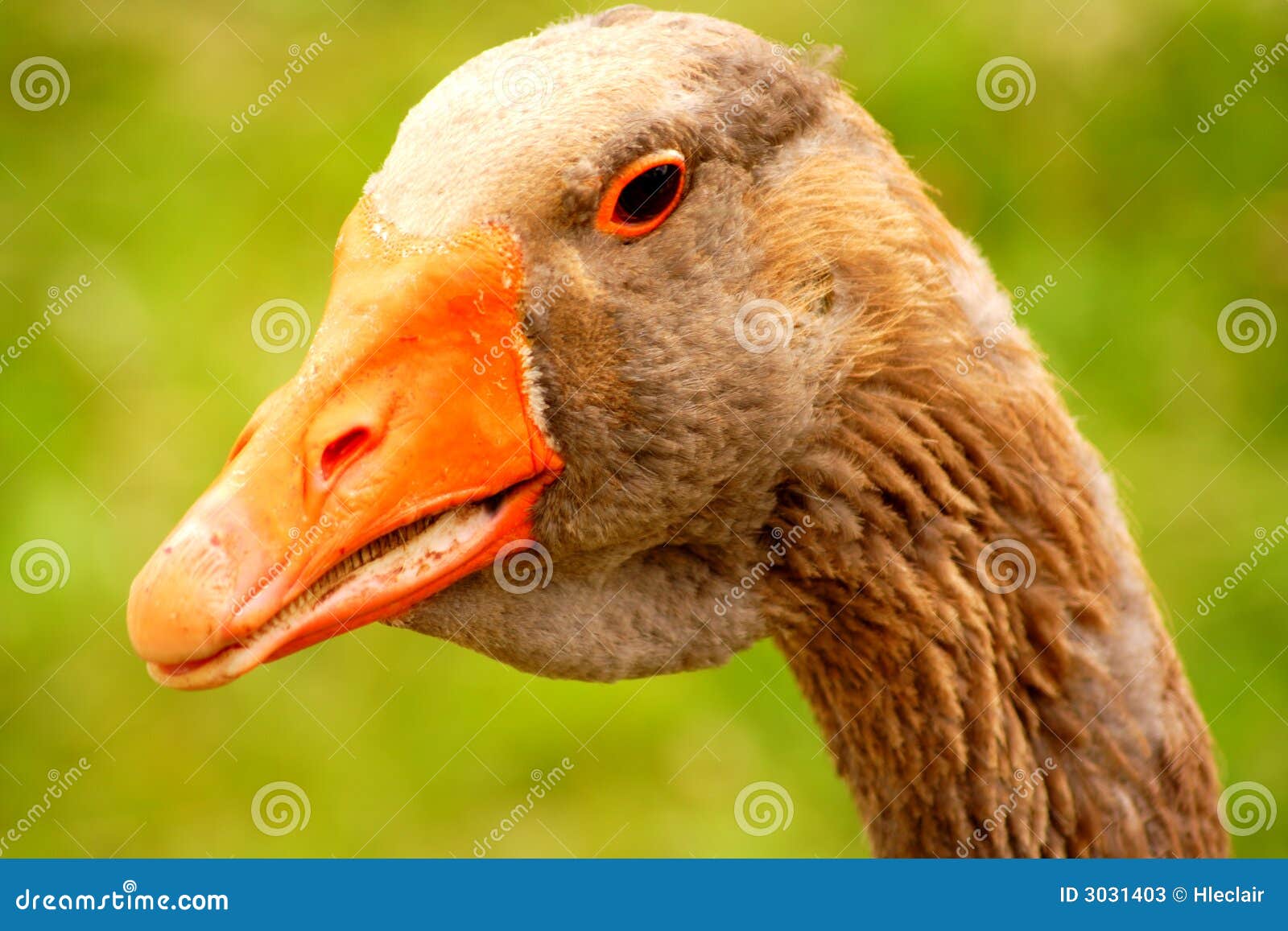 Head of goose stock image. Image of rural, meadow, gras - 3031403