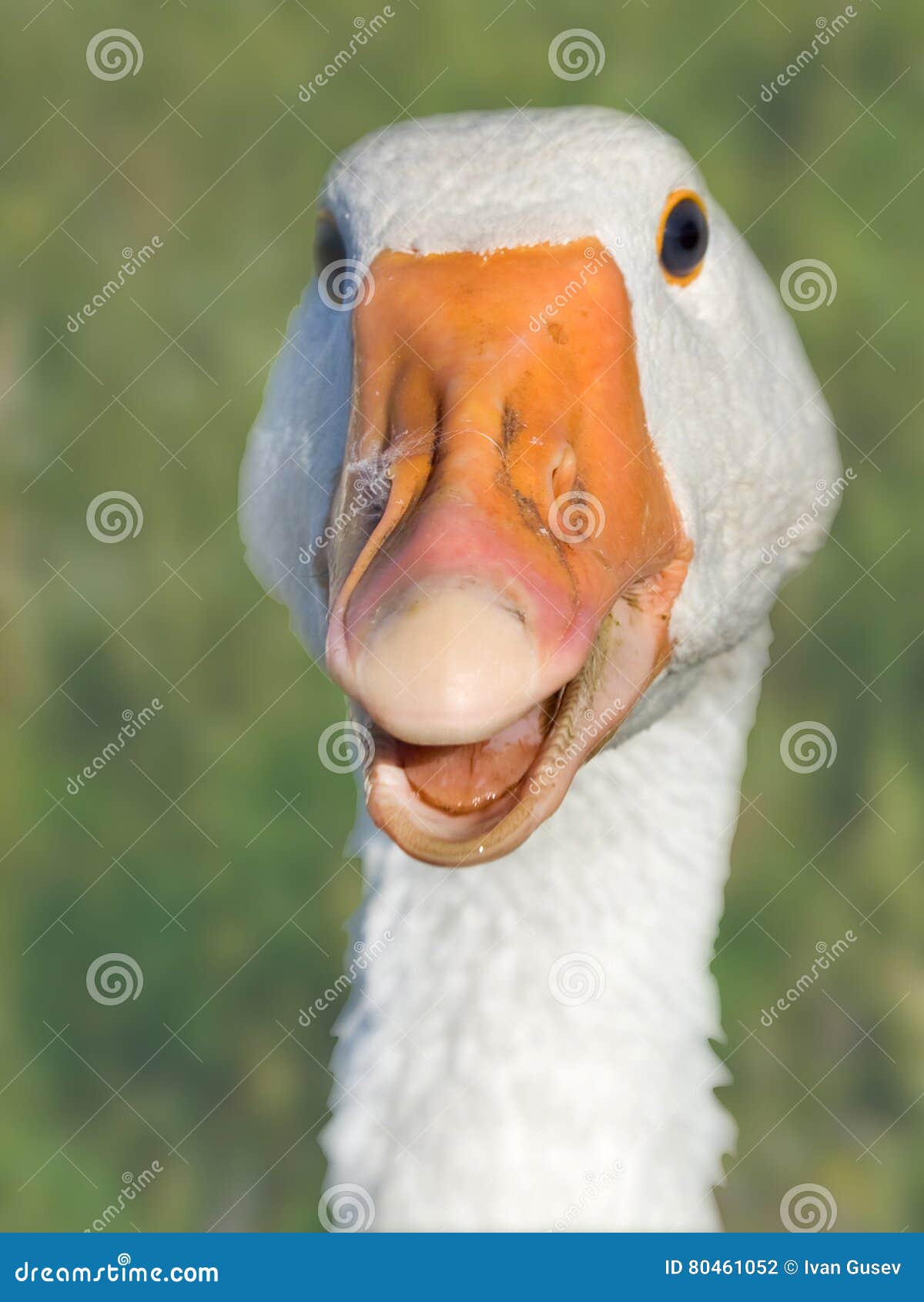 Head of the goose stock photo. Image of poultry, beak - 80461052