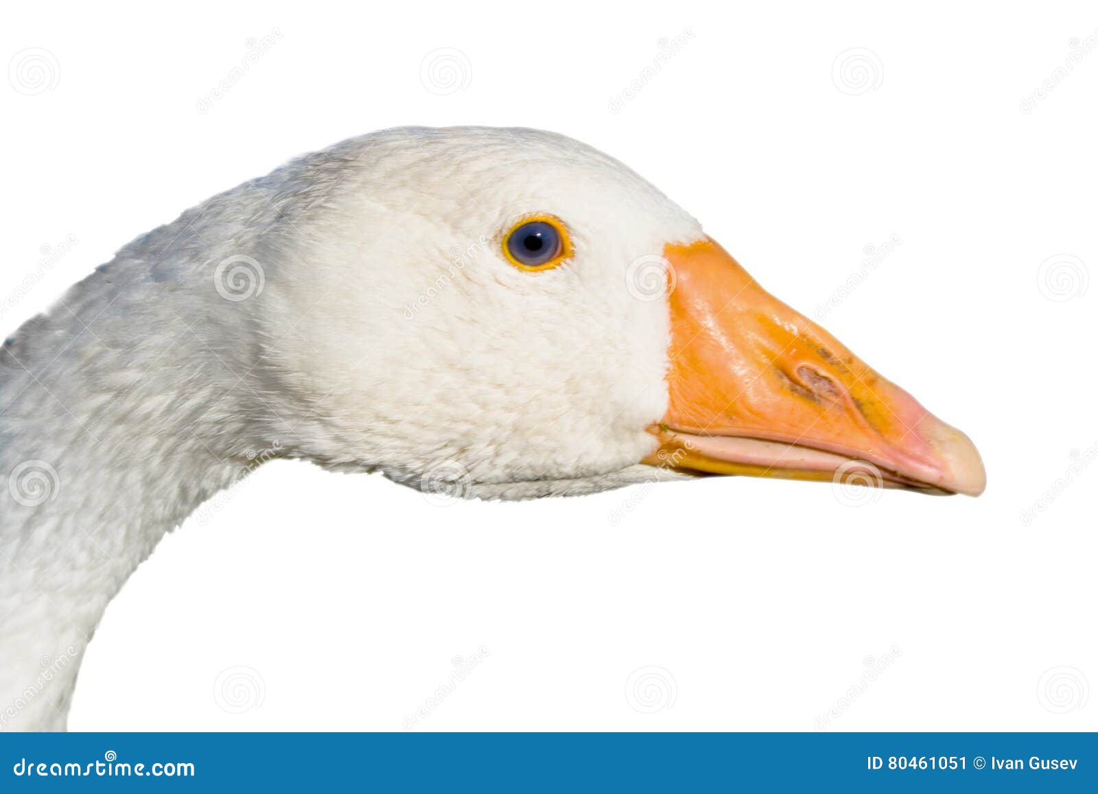 Head of the goose stock image. Image of agricultural - 80461051