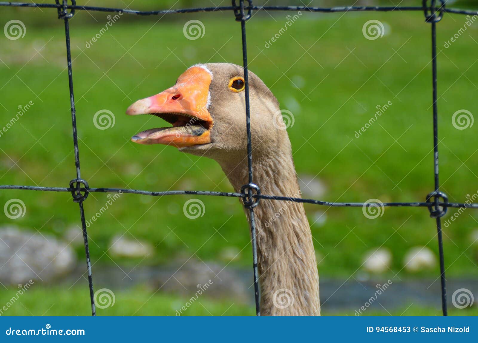 Head of a Goose stock image. Image of prison, animal - 94568453