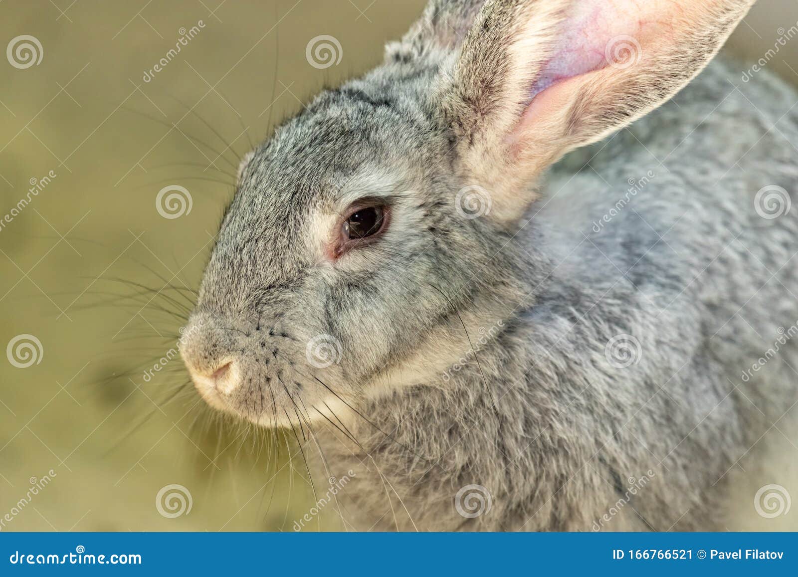 The Head of a Gray Domestic Rabbit. Nice Face Stock Image - Image of ...