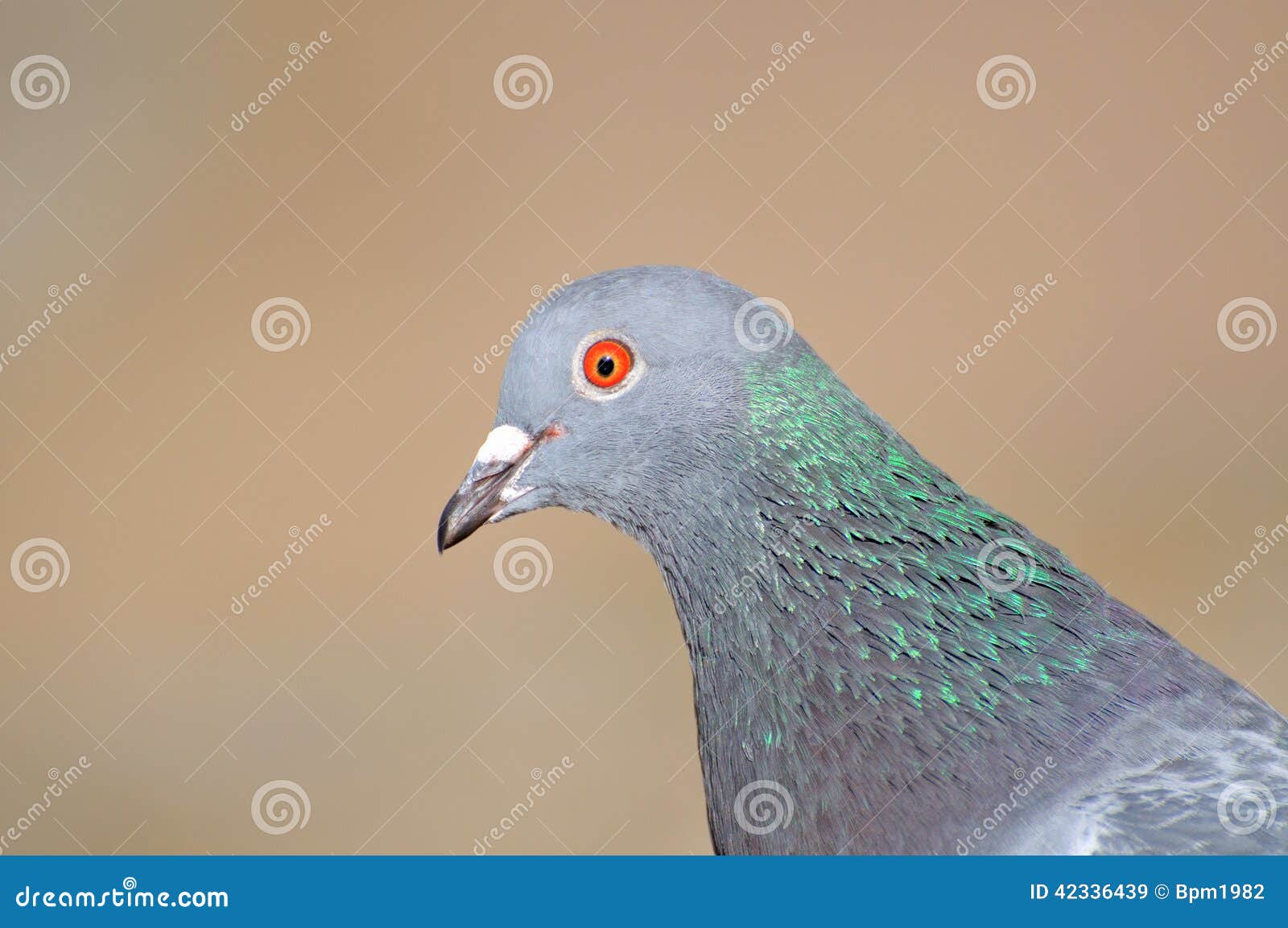 Head gray pigeon. stock image. Image of body, pigeon - 42336439