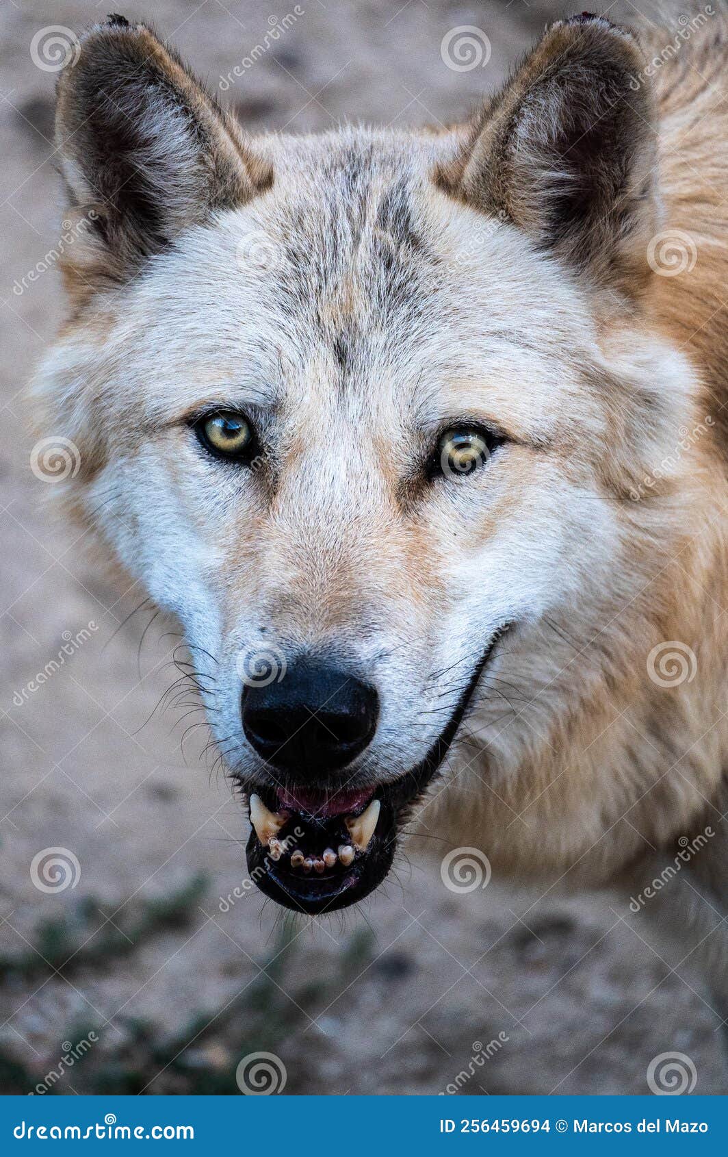 The head of a gray wolf stock photo. Image of beautiful - 256459694