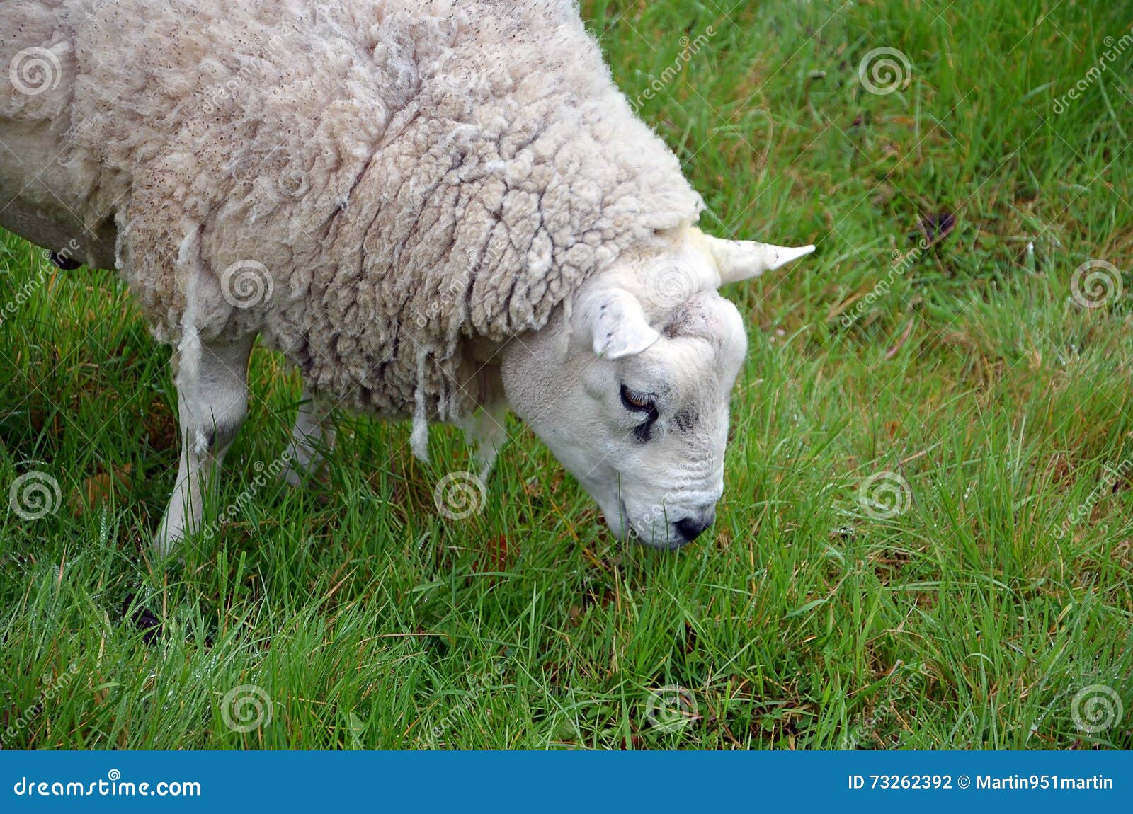 Head of Grazing White Sheep and Green Grass Photography Stock Photo ...
