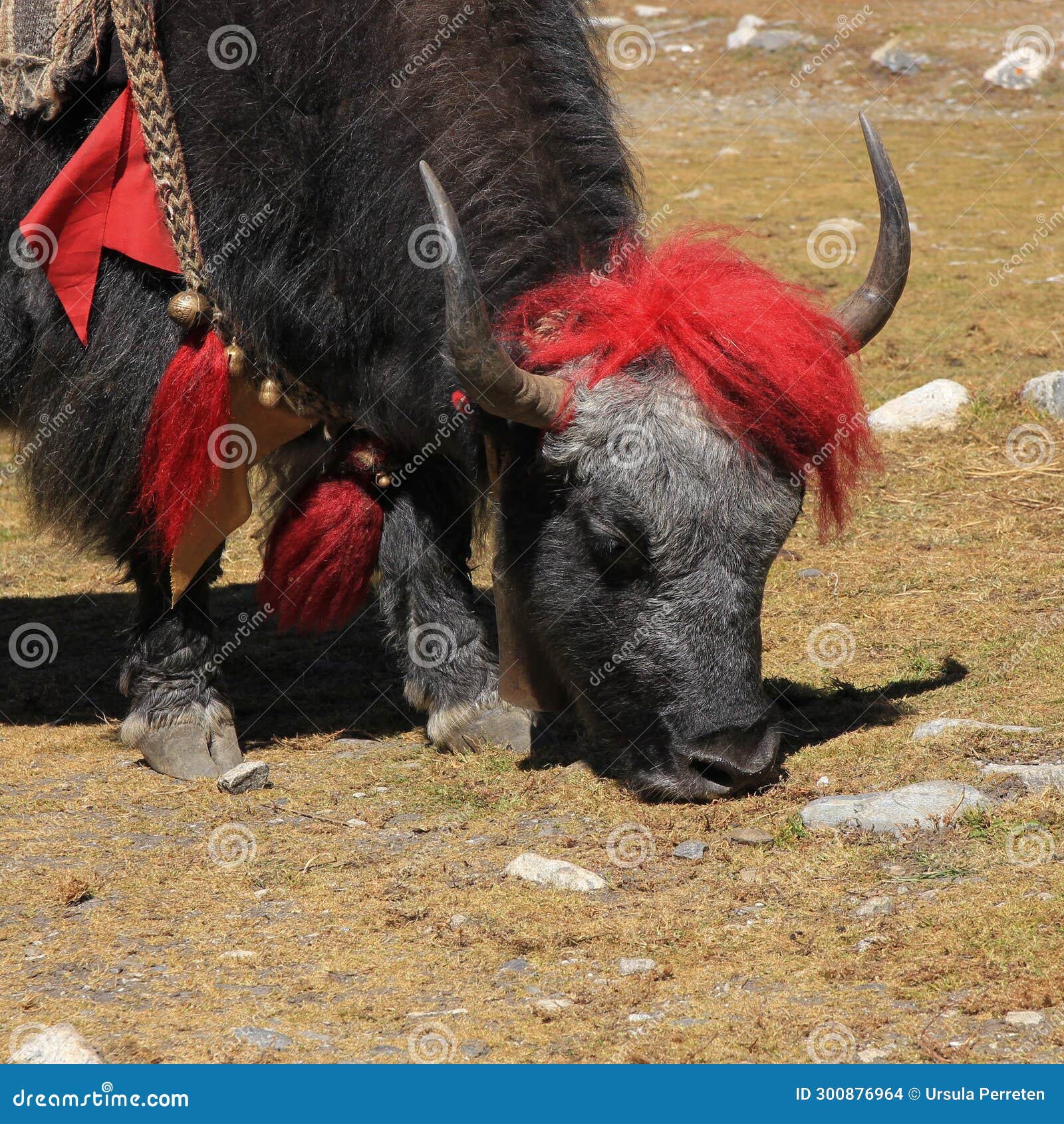 Head of a Grazing Yak in Gokyo Stock Photo - Image of farm, funny ...